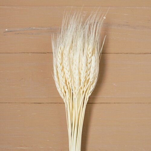 Сухой колос пшеницы, набор 50 шт, цвет белый