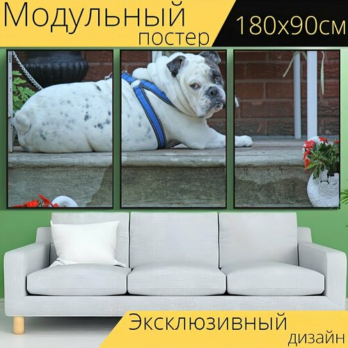 Модульный постер "Собака, домашний питомец, щенок" 180 x 90 см. для интерьера