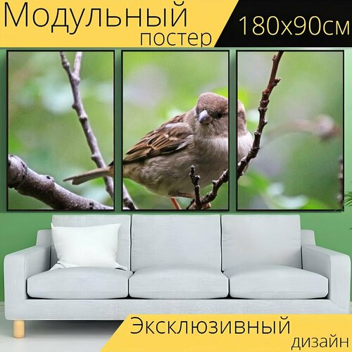 Модульный постер "Птица, воробей, сидя" 180 x 90 см. для интерьера