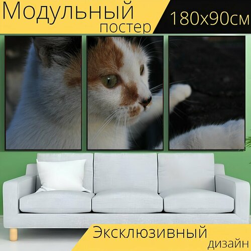 Модульный постер "Кошки, кот, животные" 180 x 90 см. для интерьера