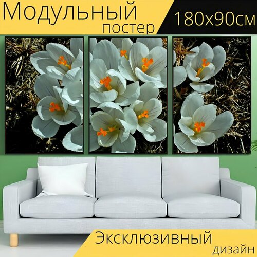 Модульный постер "Крокусы, цветы, белый" 180 x 90 см. для интерьера