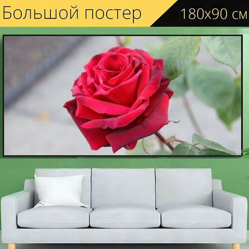 Большой постер "Роза, завод, цветок" 180 x 90 см. для интерьера