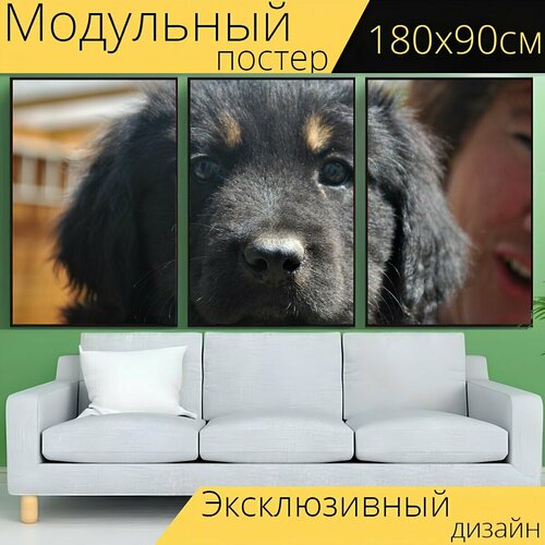 Модульный постер "Ховаварт, собака, домашнее животное" 180 x 90 см. для интерьера