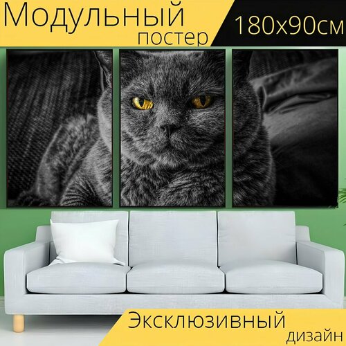 Модульный постер "Кошка, кошачьи глаза, серый кот" 180 x 90 см. для интерьера
