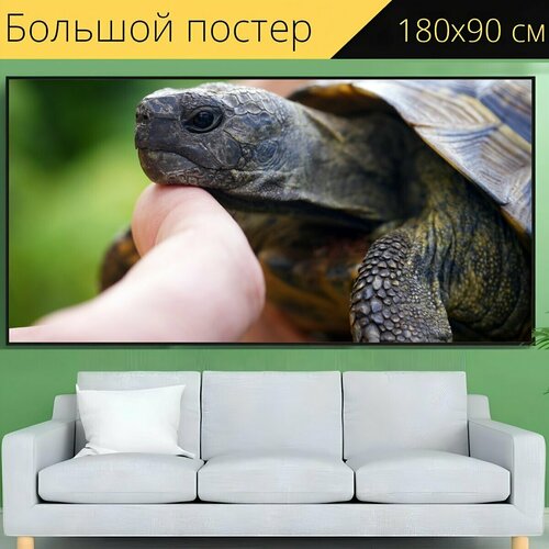 Большой постер "Черепаха, рука, животное" 180 x 90 см. для интерьера