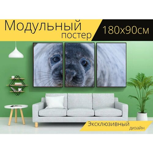 Модульный постер "Тюлень, серый тюлень, дикий" 180 x 90 см. для интерьера