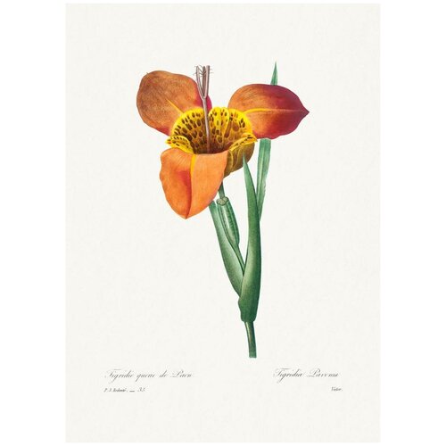 Постер / Плакат / Картина Дикие цветы - Мексиканская раковина 40х50 см в подарочном тубусе