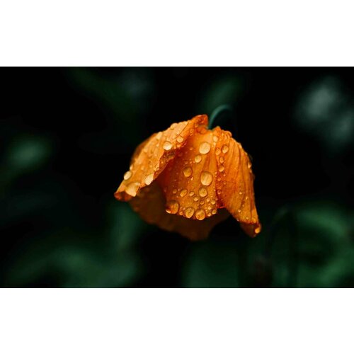 Картина на холсте 60x110 LinxOne "Цветок, оранжевый, мокрый, капли" интерьерная для дома / на стену / на кухню / с подрамником