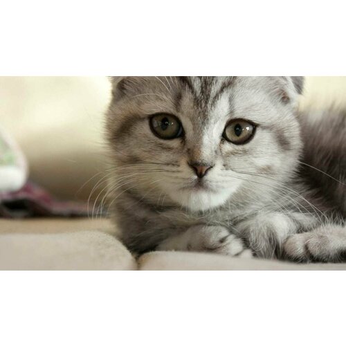 Картина на холсте 60x110 LinxOne "Кошка лежа кот серый мордочка" интерьерная для дома / на стену / на кухню / с подрамником