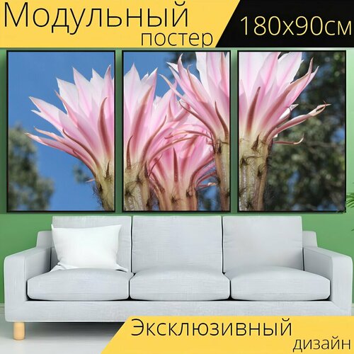 Модульный постер "Цветы кактуса, цветущий кактус, розовый" 180 x 90 см. для интерьера