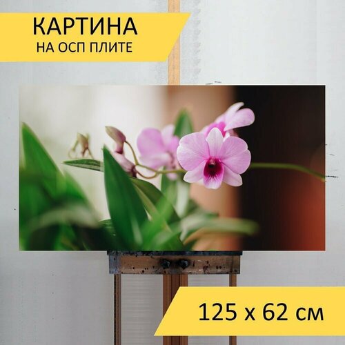 Картина на ОСП 125х62 см. "Орхидея, цветок, цветущий" горизонтальная, для интерьера, с креплениями