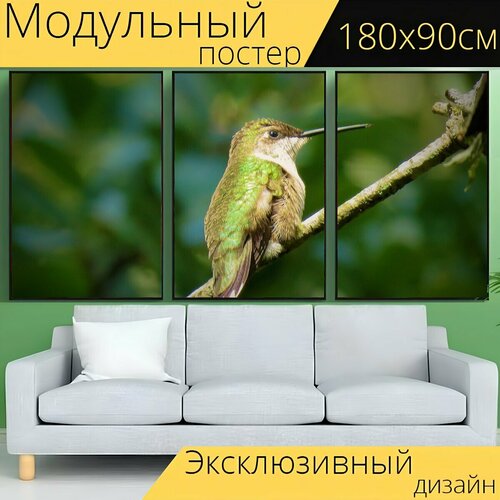 Модульный постер "Птица, колибри, дикая природа" 180 x 90 см. для интерьера