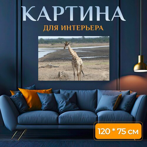 Картина на холсте "Жирафа, животное, сафари" на подрамнике 120х75 см. для интерьера