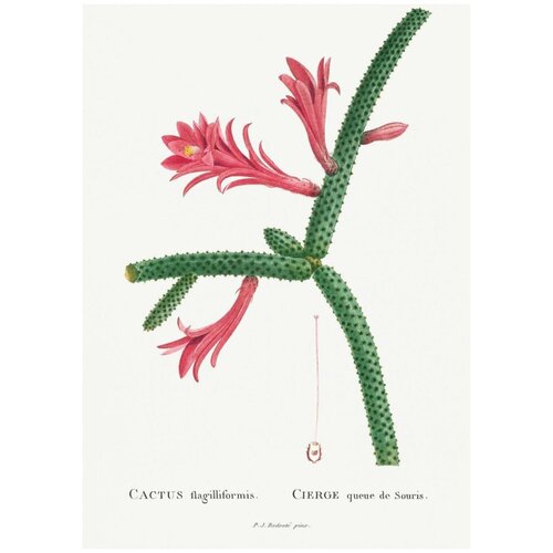 Постер / Плакат / Картина Дикие цветы - Кактус жгутикообразный 40х50 см в раме