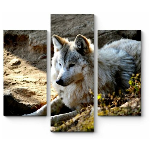 Модульная картина Гималайский волк 60x54